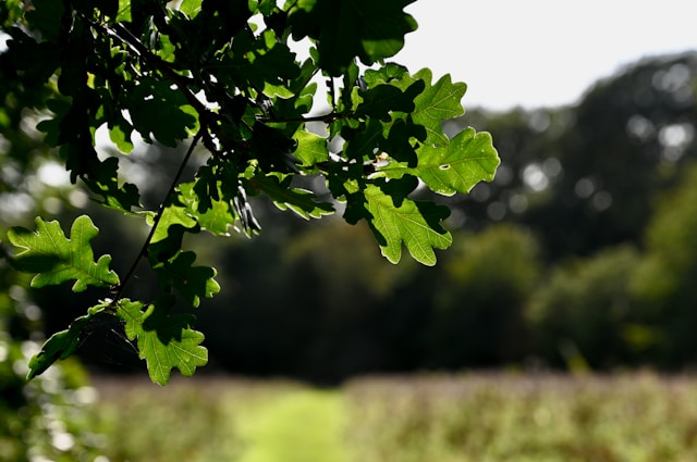 Copeaux œnologiques en vinification : le guide complet